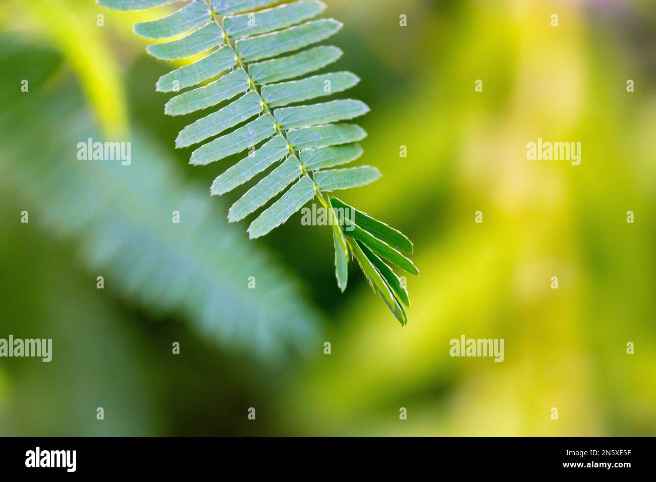Mimosa pudica green leaves. Shy plant called sensitive, sleepy, action ...