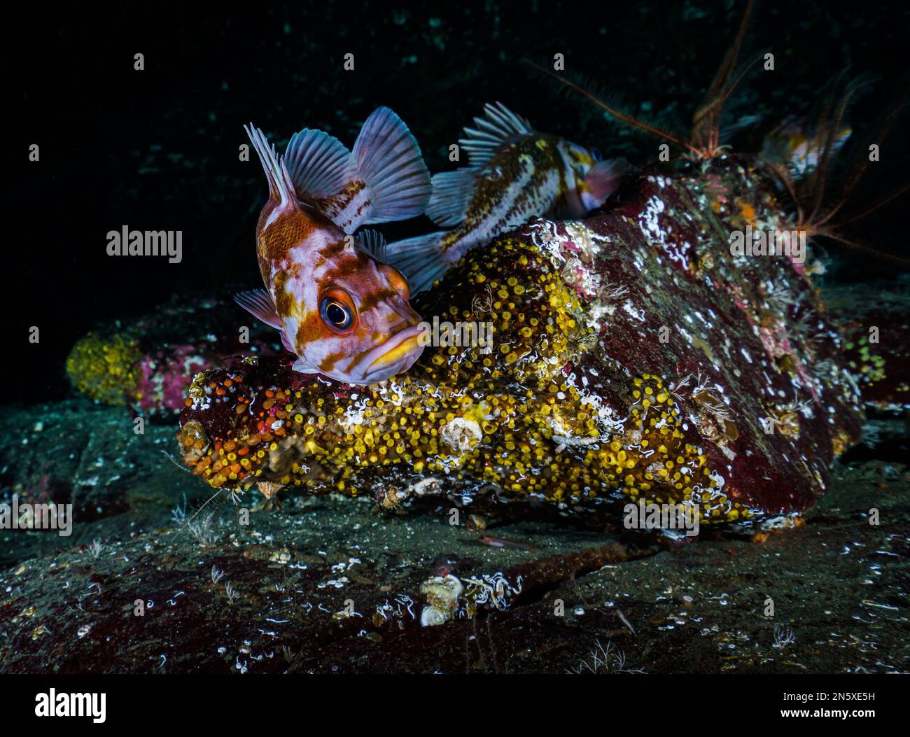 A beautiful view of a unique quillback rockfish under the ocean in ...
