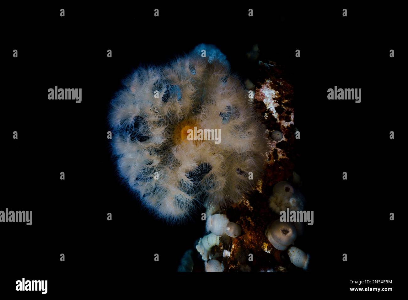 A beautiful view of a nice and unique plumos anemone on black ...