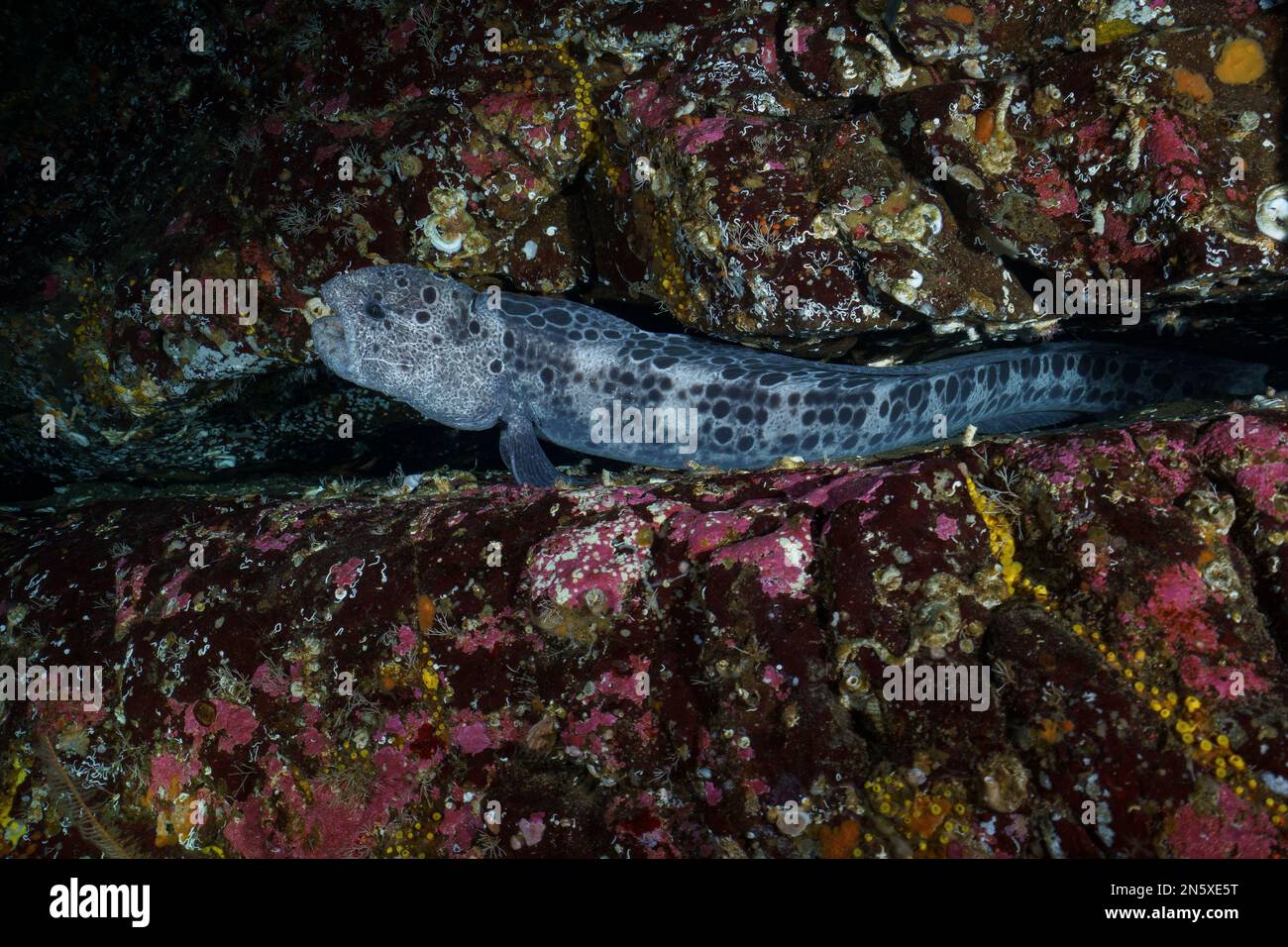 Unique eel hi-res stock photography and images - Alamy
