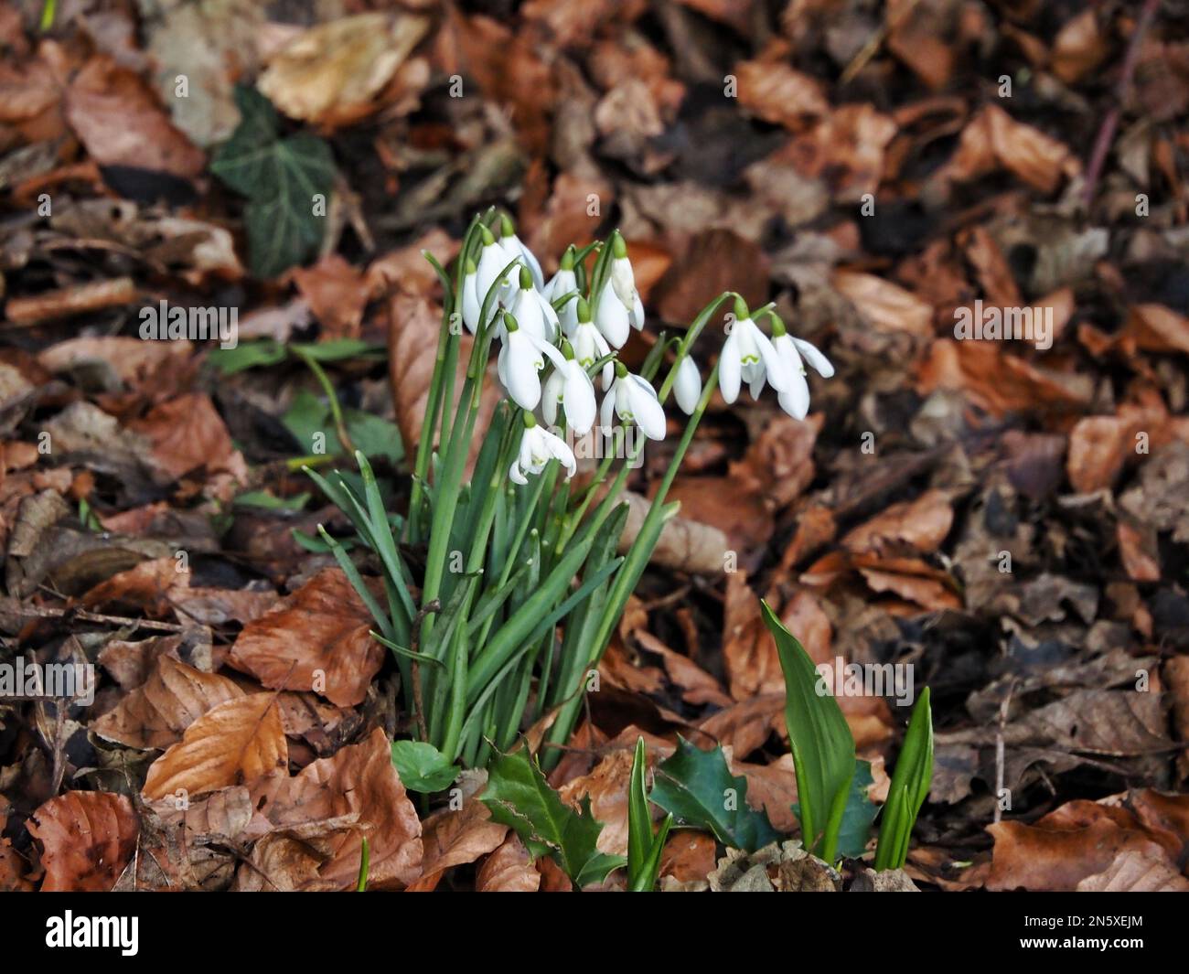Snowdrops 2023 hi-res stock photography and images - Alamy
