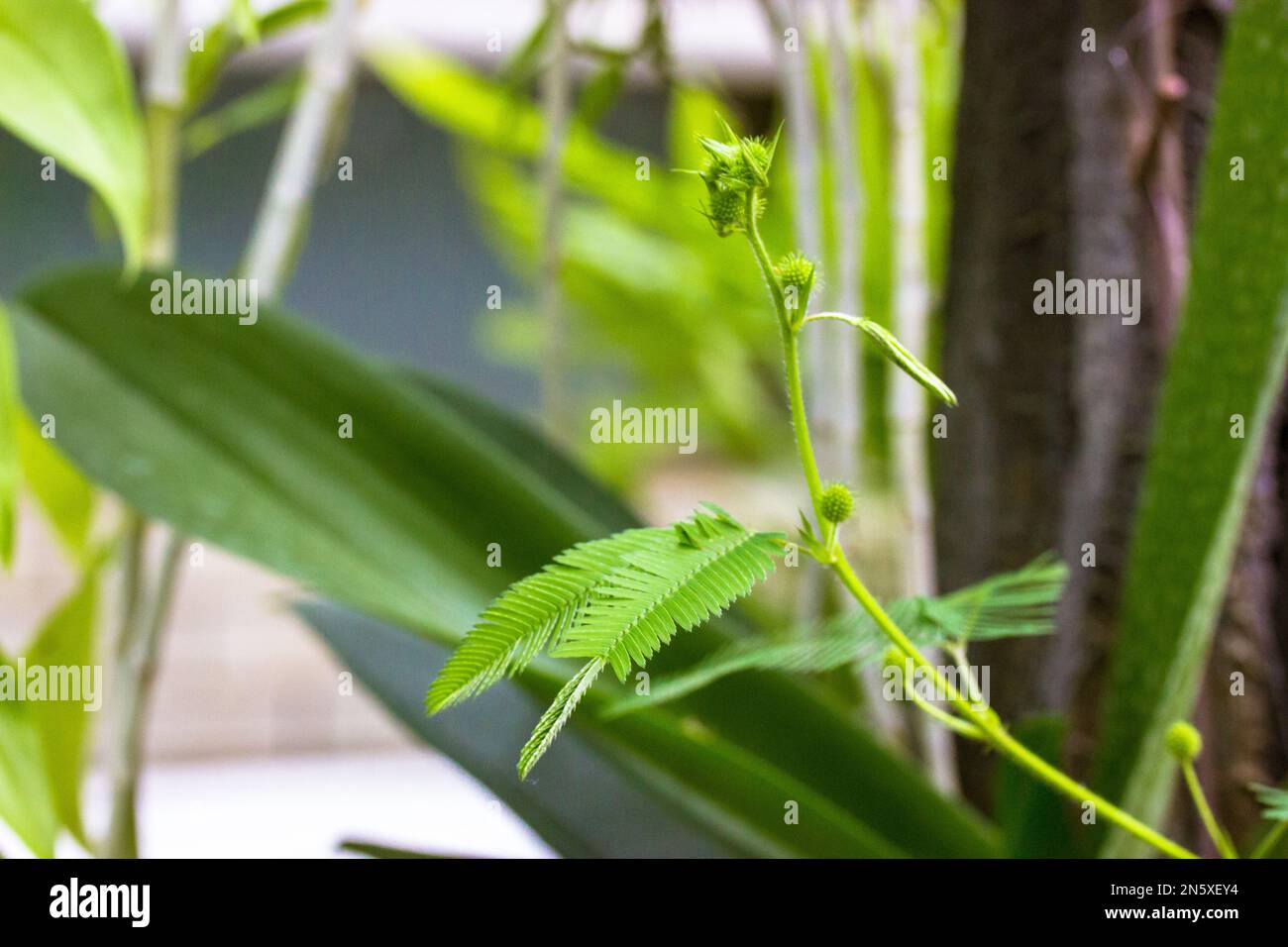 Mimosa pudica green leaves. Shy plant called sensitive, sleepy, action ...