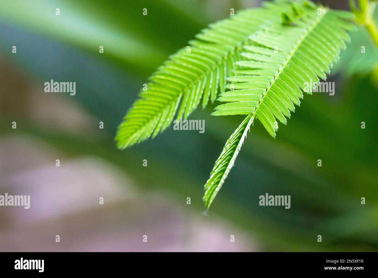 Mimosa pudica green leaves. Shy plant called sensitive, sleepy, action ...