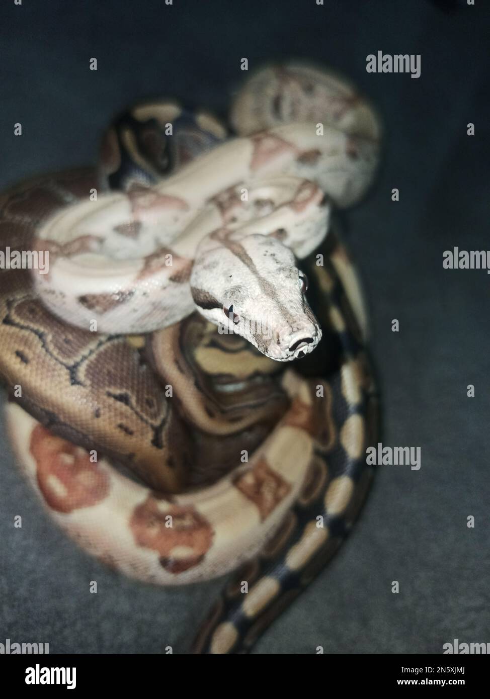 A Boa Constrictor Imperator snake Stock Photo - Alamy