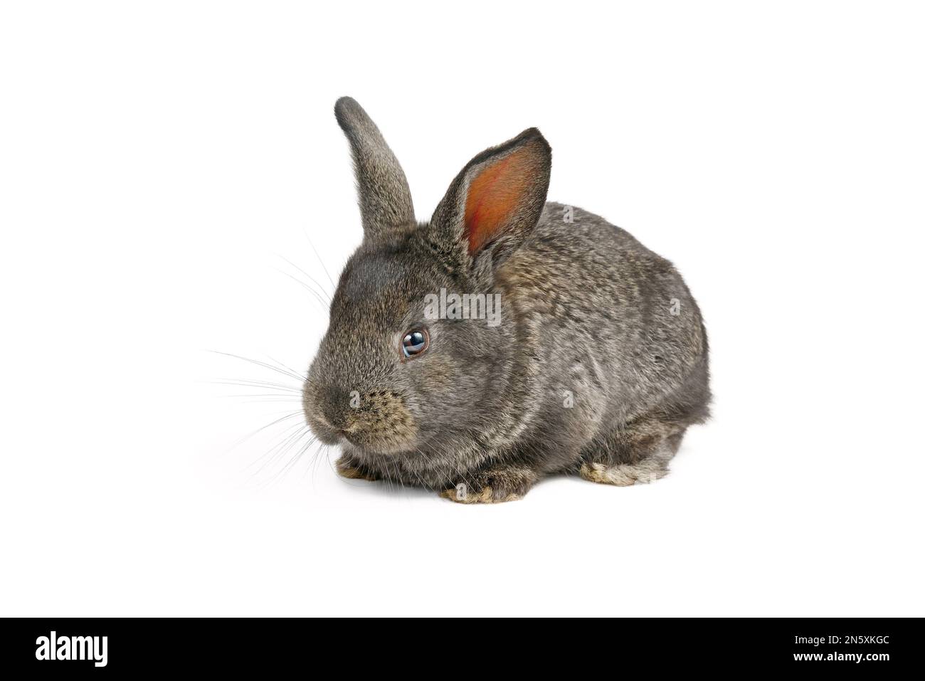 Little domestic rabbit isolated on white background. Studio shot Stock ...