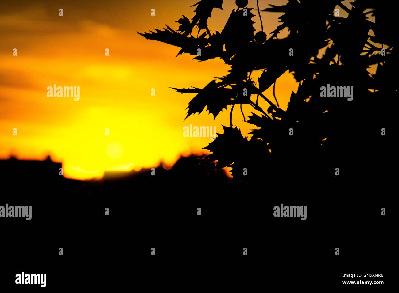 Tree silhouettes in the falling dusk light Stock Photo - Alamy