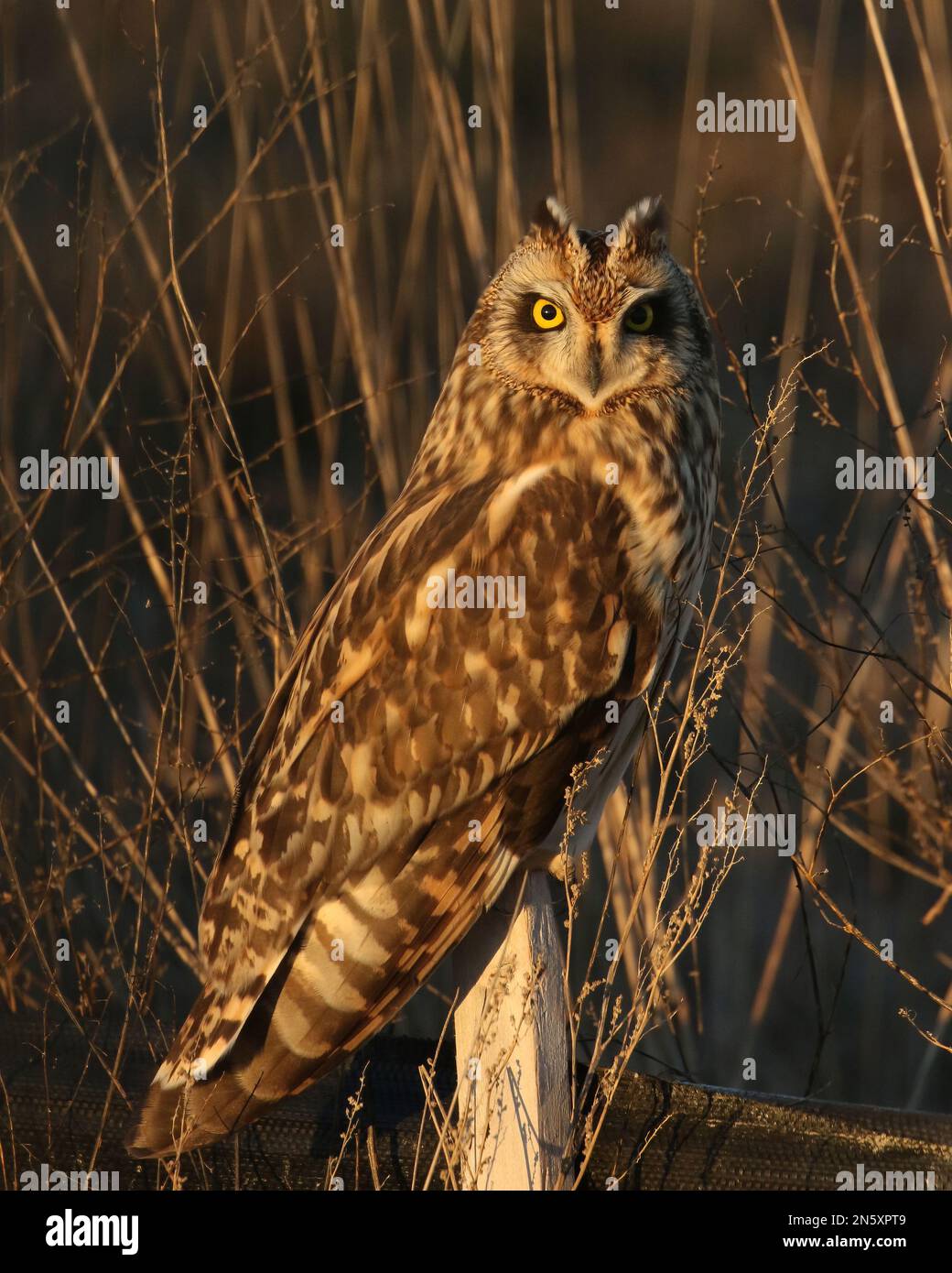 Short Eared Owls Stock Photo - Alamy