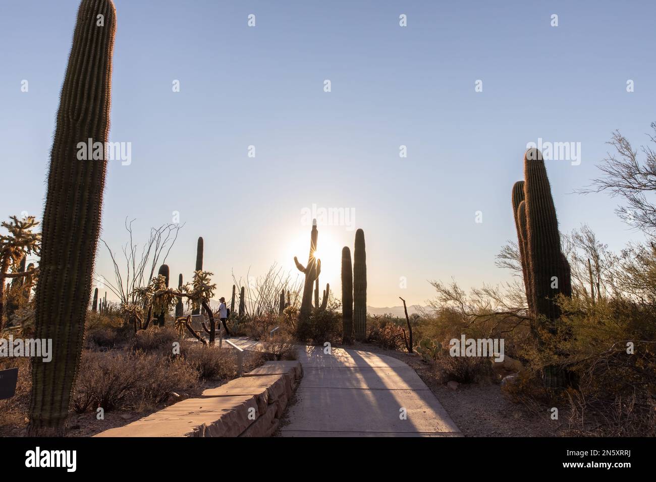 Saguaro national park visitors center hi-res stock photography and ...