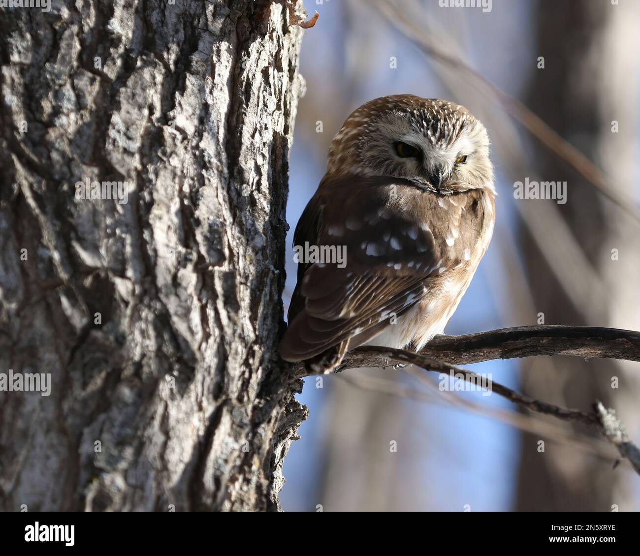 Owlology hi-res stock photography and images - Alamy