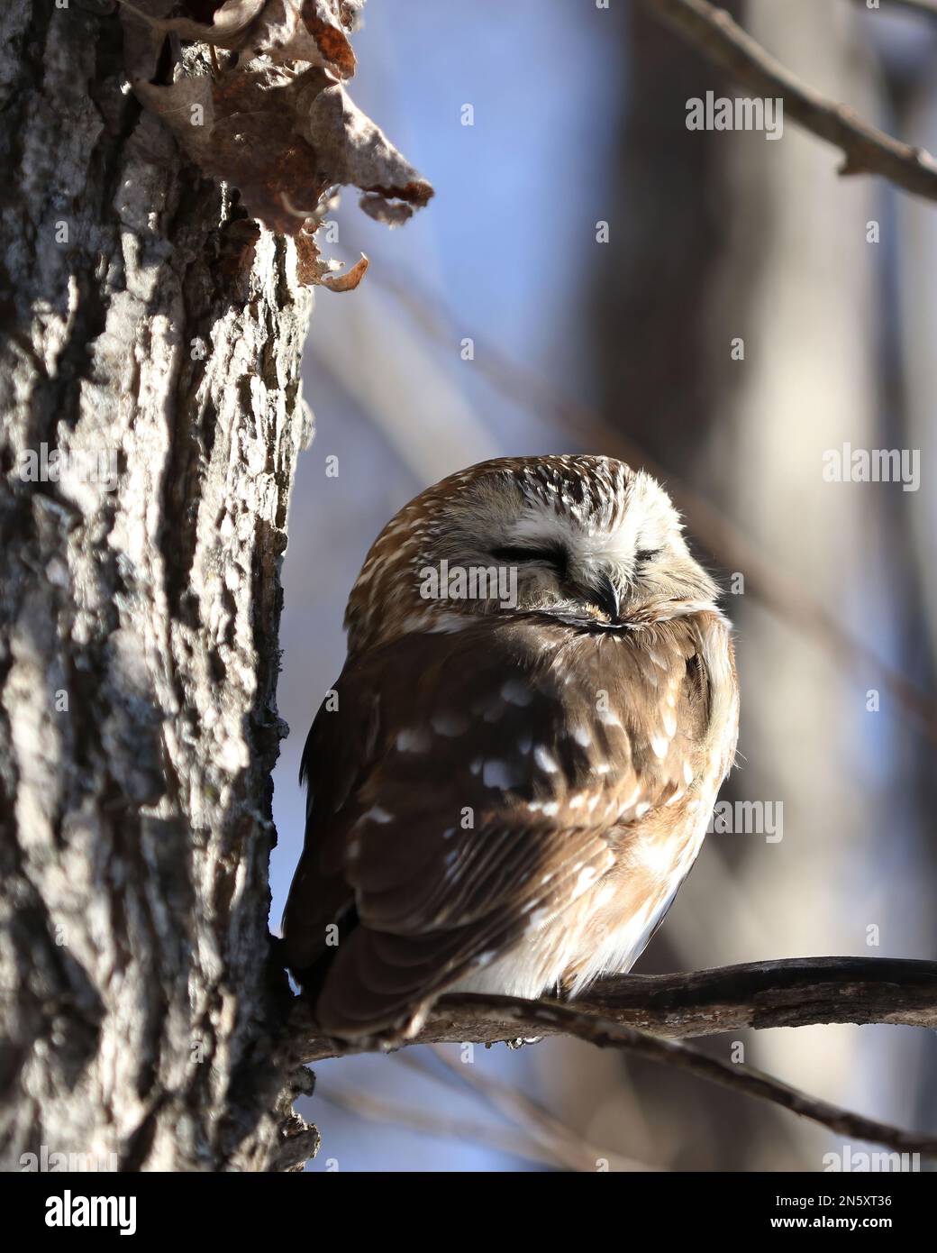 Northern Saw Whet Owl Stock Photo - Alamy