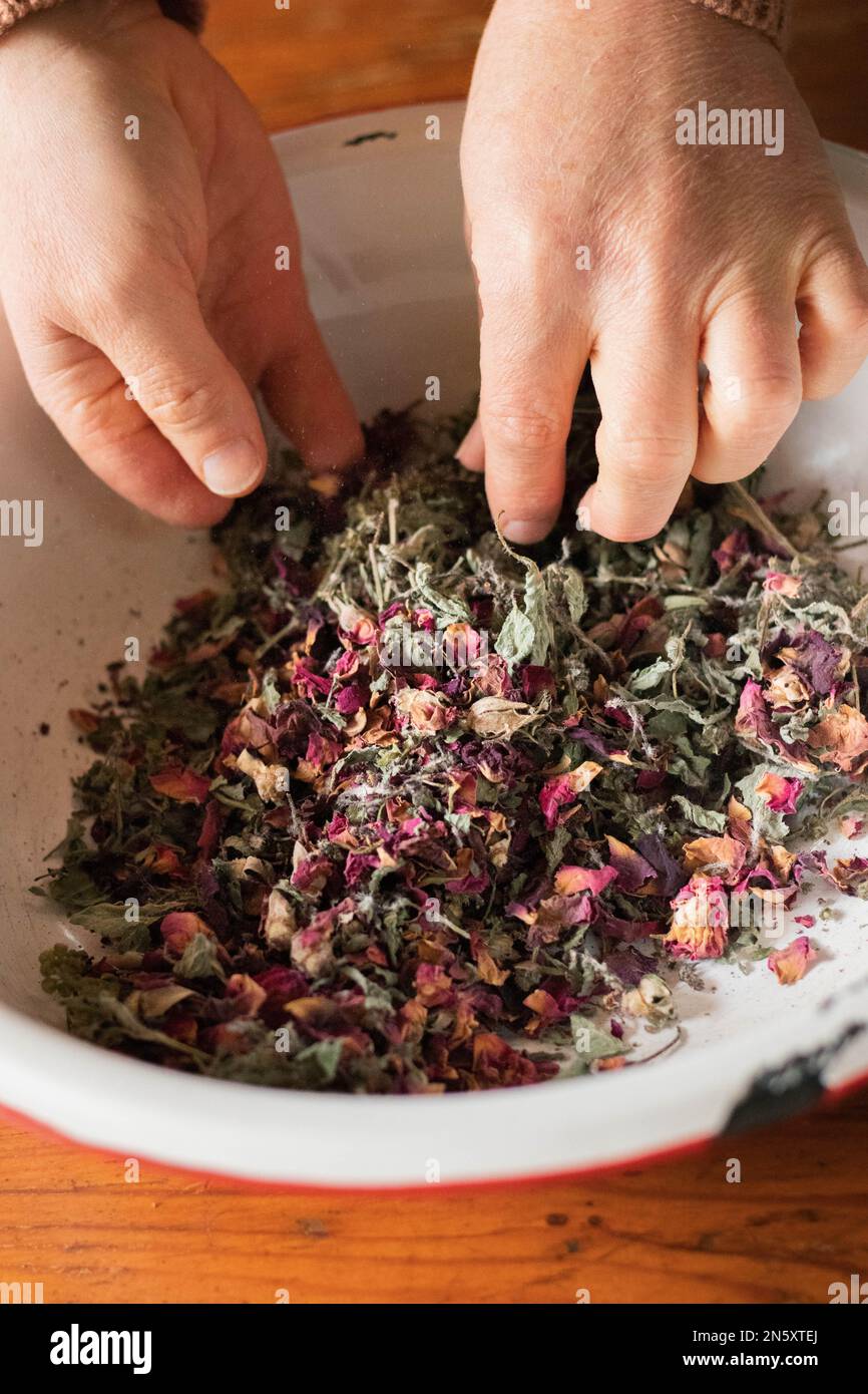Herbs in hands hi-res stock photography and images - Alamy