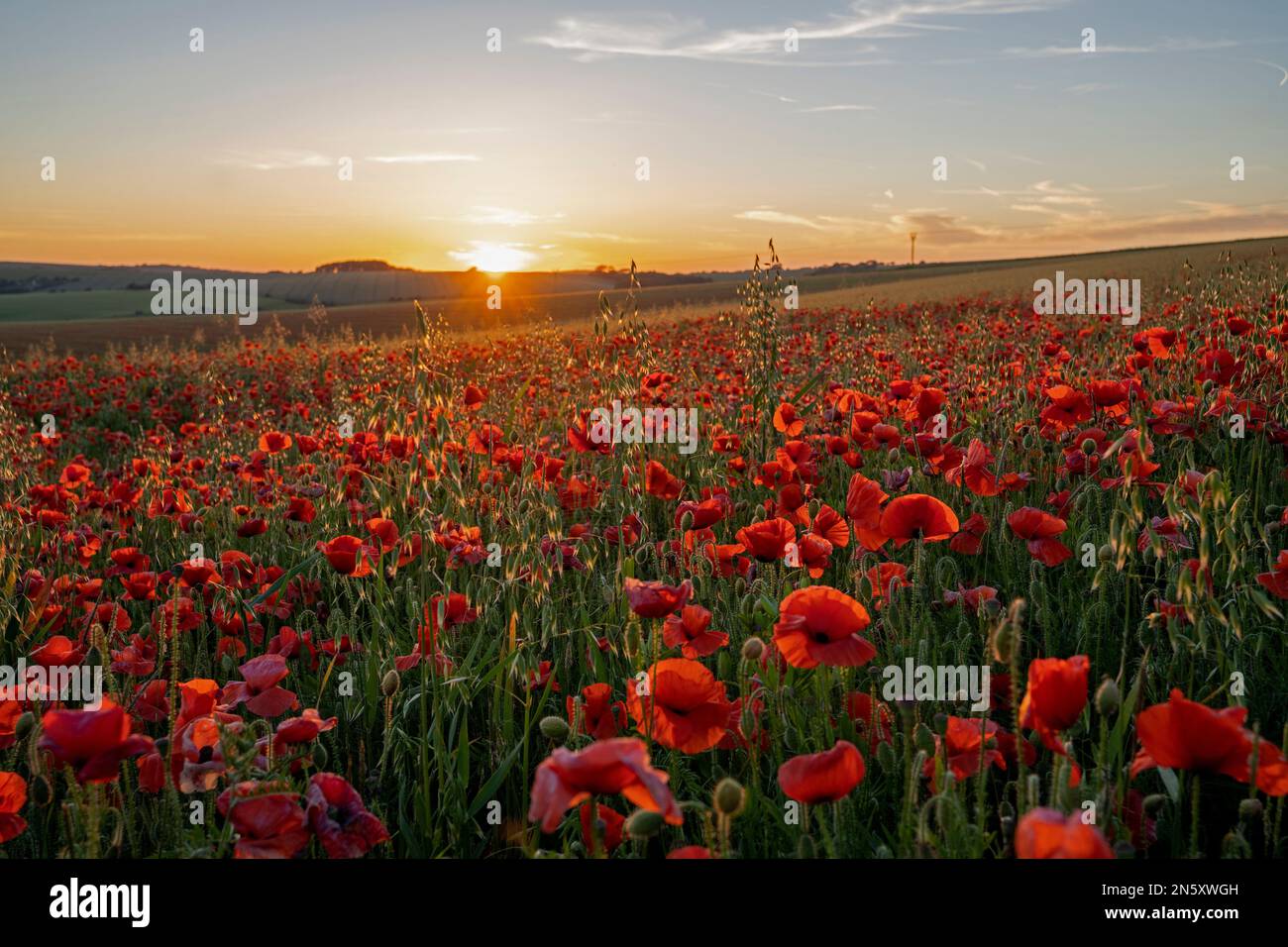A field of Poppies - Papaver rhoeas at sunset on the South Downs ...