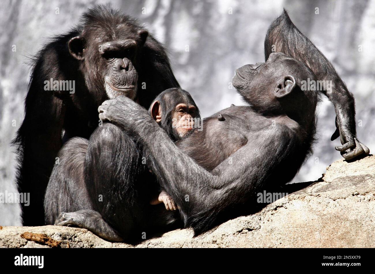 Chimpanzees sun themselves in their compound at the Los Angeles Zoo ...