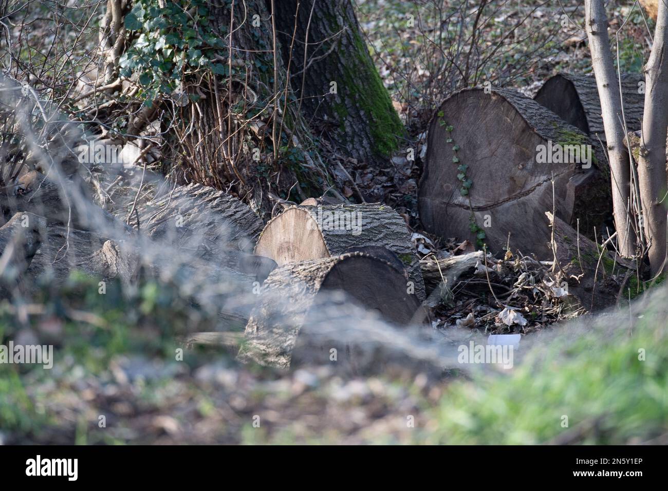 Harefield, UK. 9th February 2023. Trees felled by HS2. HS2 High Speed ...