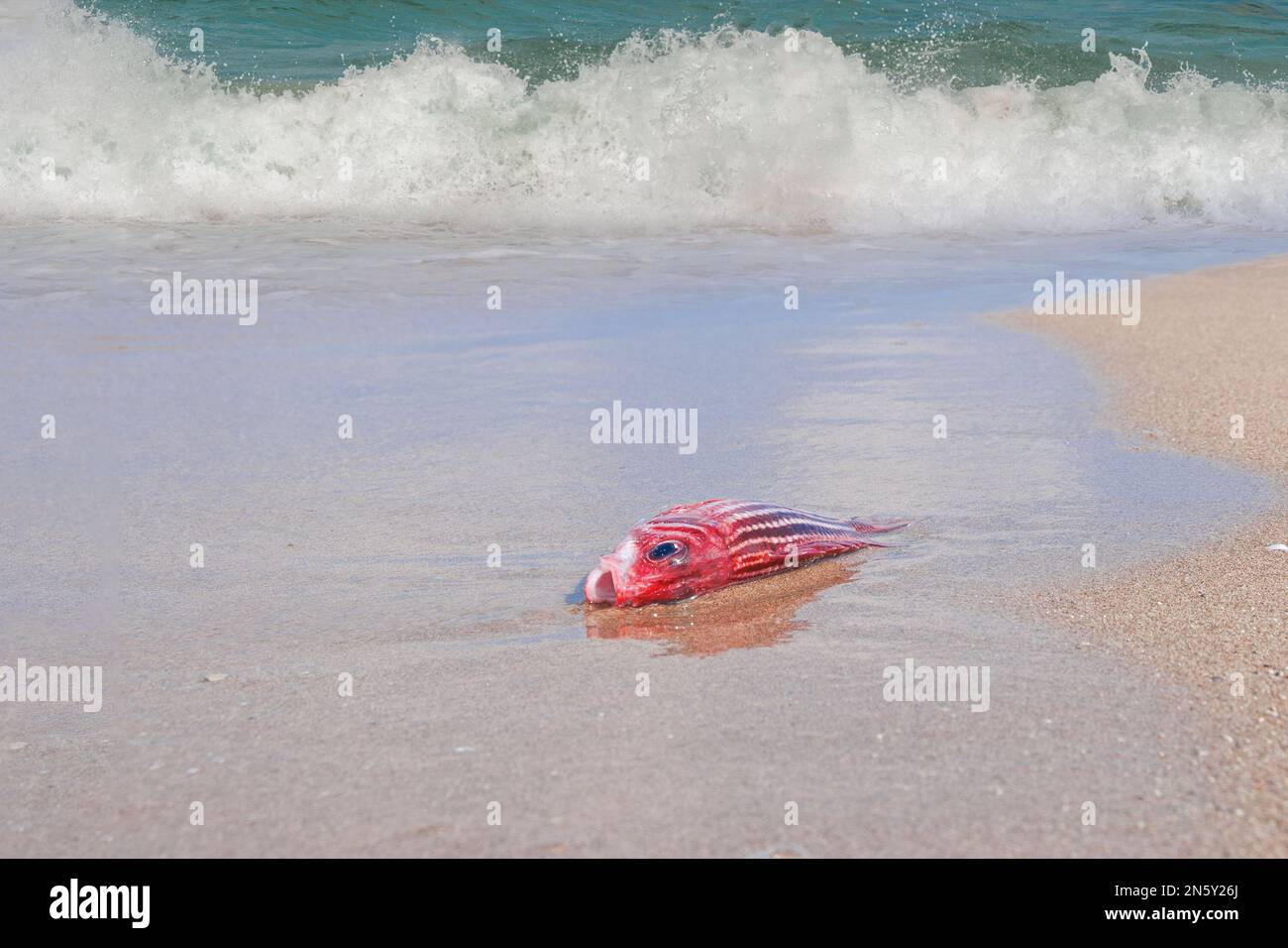 Dead fish in red out of water, lying on the sand Stock Photo - Alamy