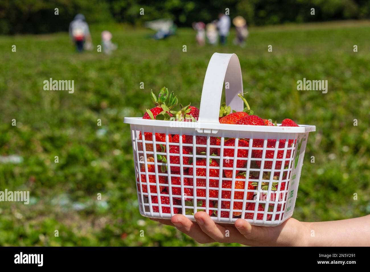 Groups of farm clients picking strawberries for themselves Stock Photo ...