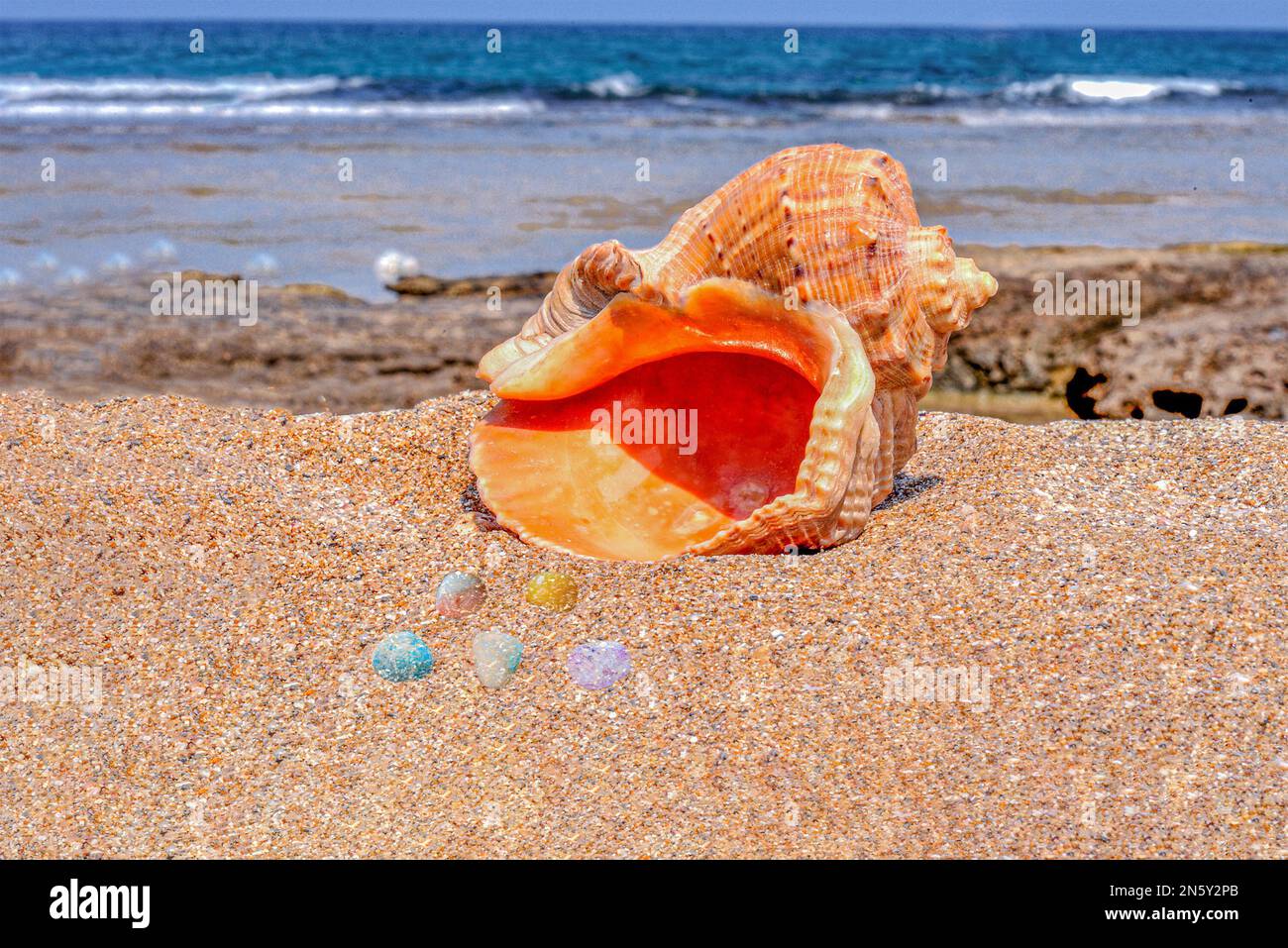 Rapan hi-res stock photography and images - Alamy