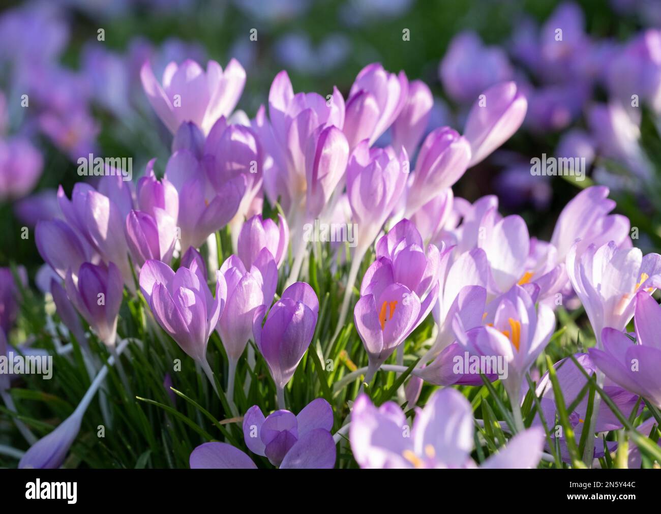 Colourful light purple crocuses reflecting the sun. They are growing in ...