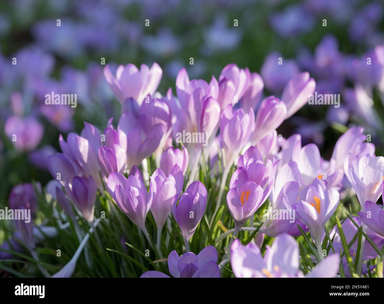 Colourful light purple crocuses reflecting the sun. They are growing in ...