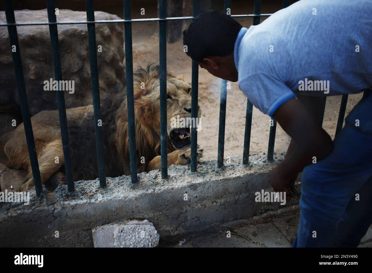 In this Friday, Aug. 9, 2013 photo, Mahmoud, a zoo keeper, blows ...