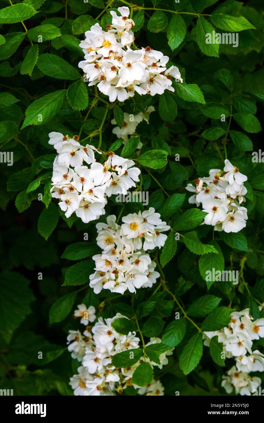 Multiflora rose hi-res stock photography and images - Alamy