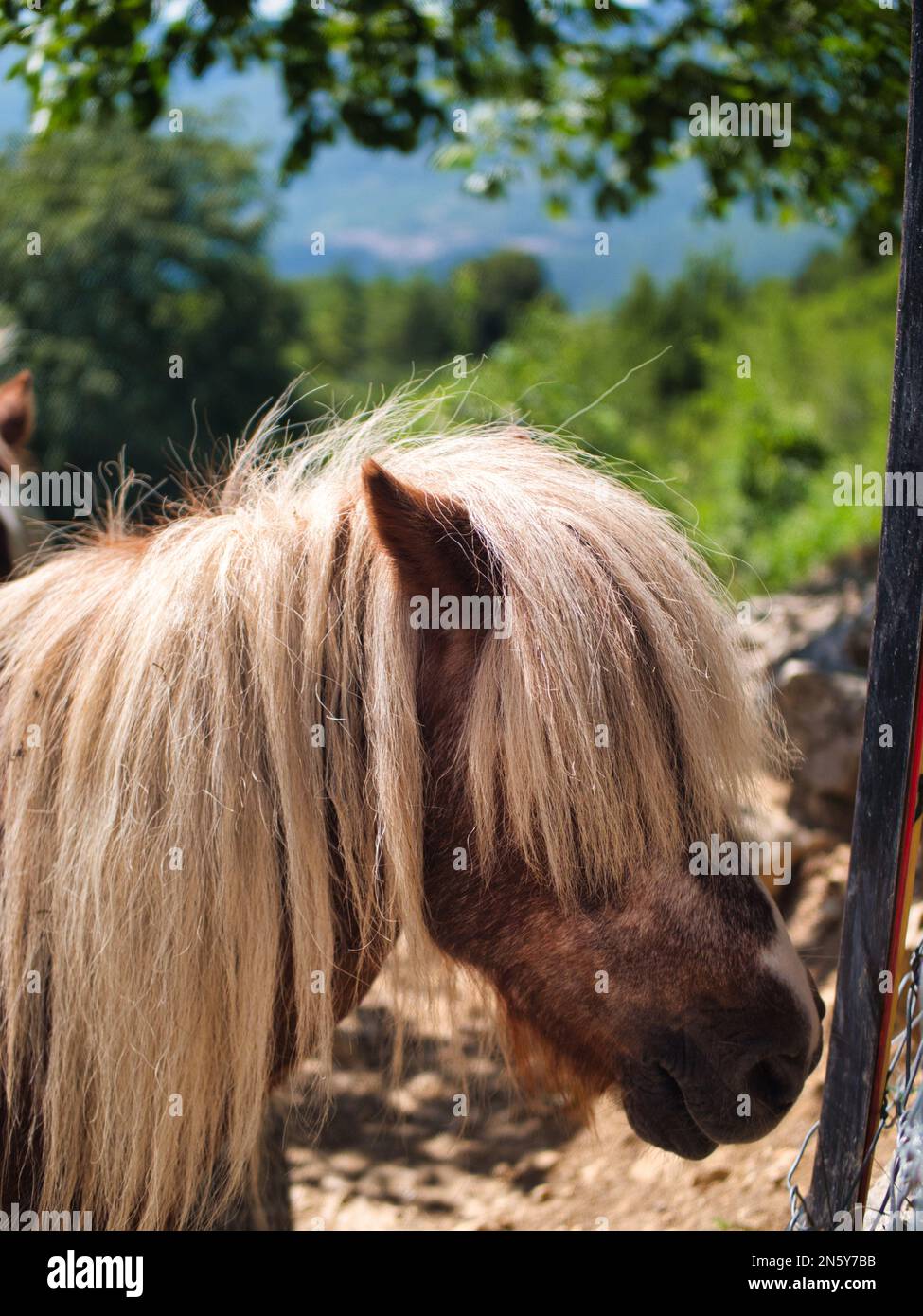 Portrait of a pony, photo shoot of a pony with an attitude, shot in the ...