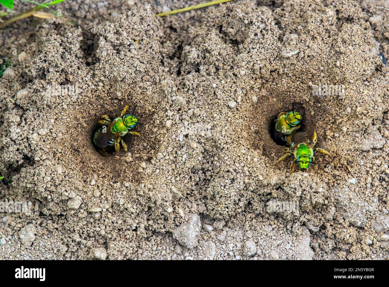 Virescent Green Metallic Bees emerging from their underground nest in Pennsylvania's Pocono ...