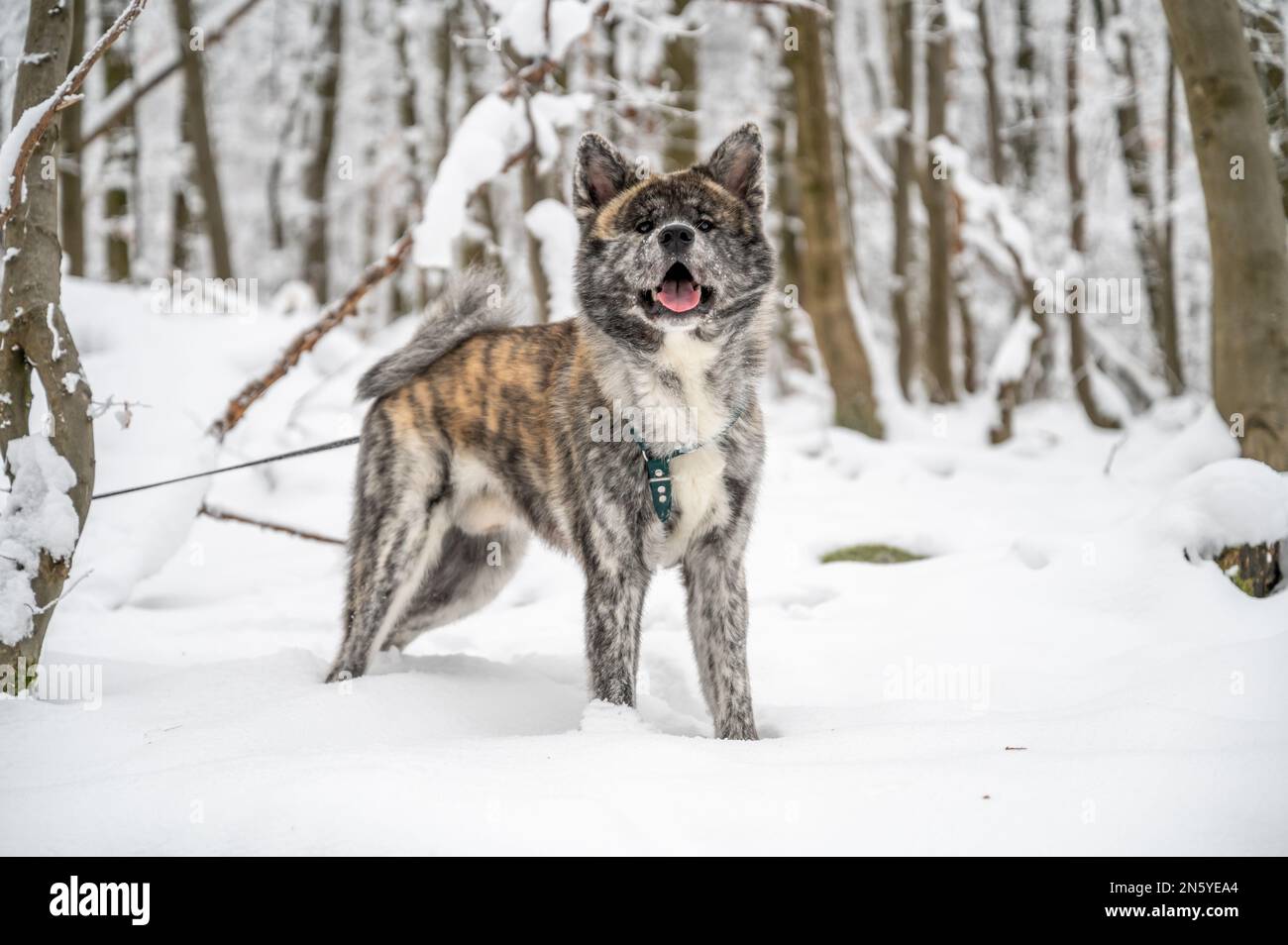Cute Akita Inu Dog with gray orange fur looking at camera with open ...