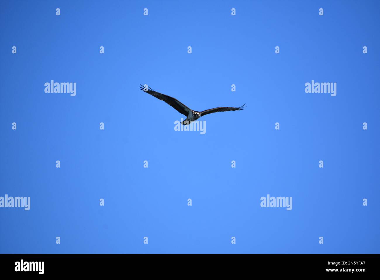 Osprey bird with wings spread and ruffled in flight in a blue sky Stock ...