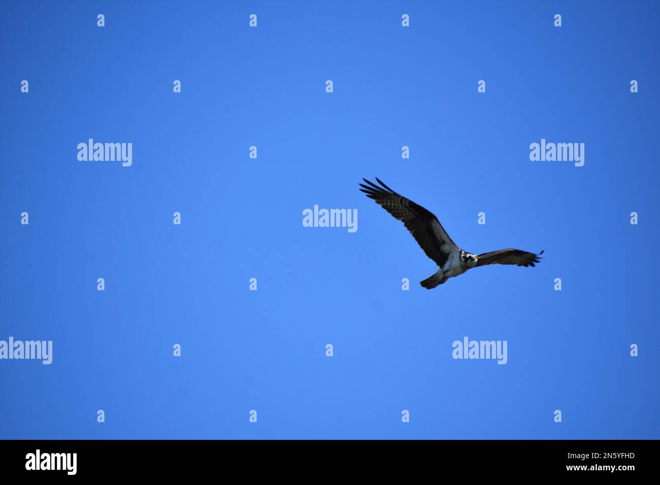 Direct look into the face of a flying fish hawk bird in blue skies ...