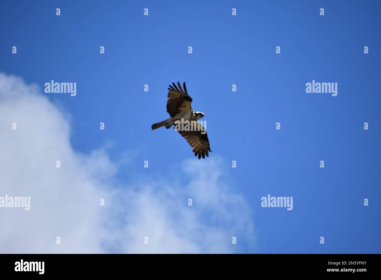 Osprey bird wings extended hi-res stock photography and images - Alamy