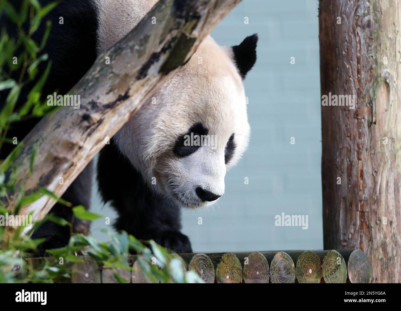 Giant panda named Yang Guang, is seen exploring his enclosure at ...