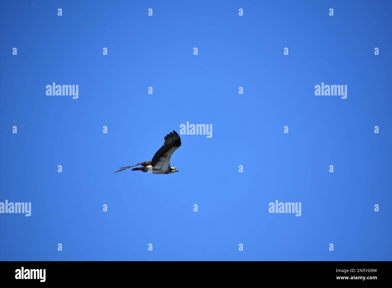 Side view of a flying osprey bird in a blue sky Stock Photo - Alamy