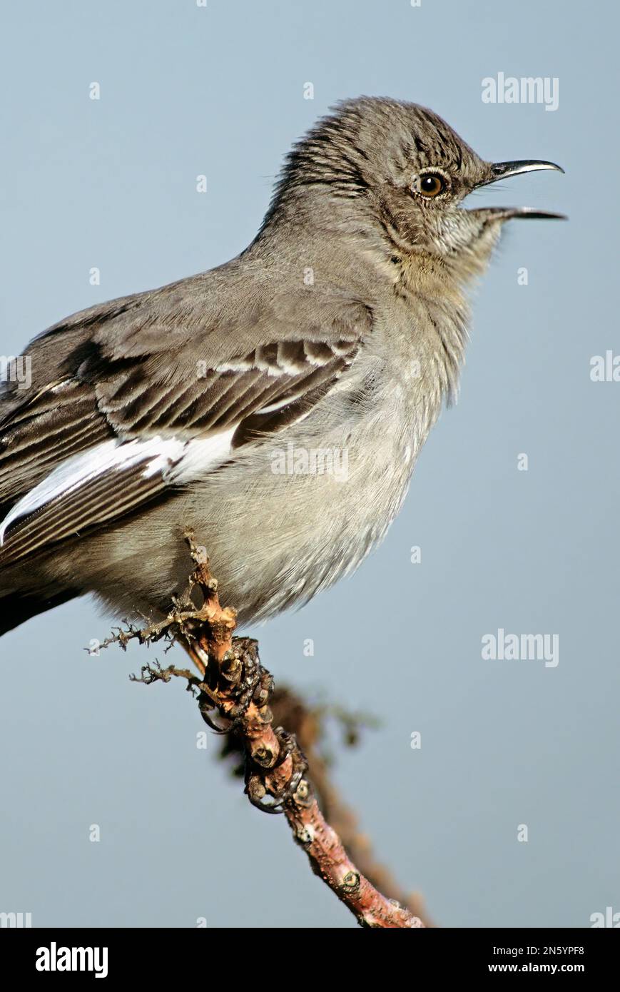 Northern Mockingbird close-up singing Stock Photo - Alamy