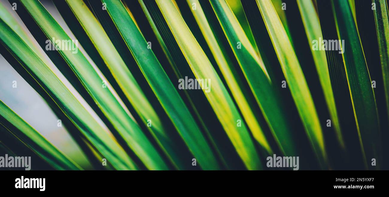 Green plant foliage nature background, side view banner Stock Photo - Alamy
