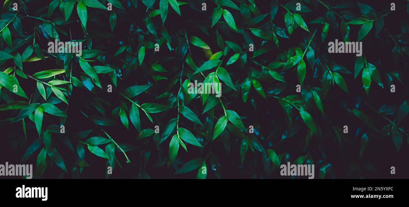 Green plant foliage nature background, side view banner Stock Photo - Alamy