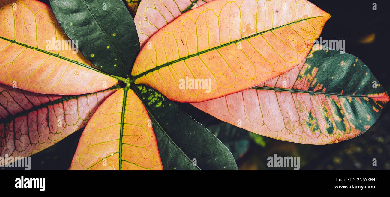 Green plant foliage nature background, side view banner Stock Photo - Alamy