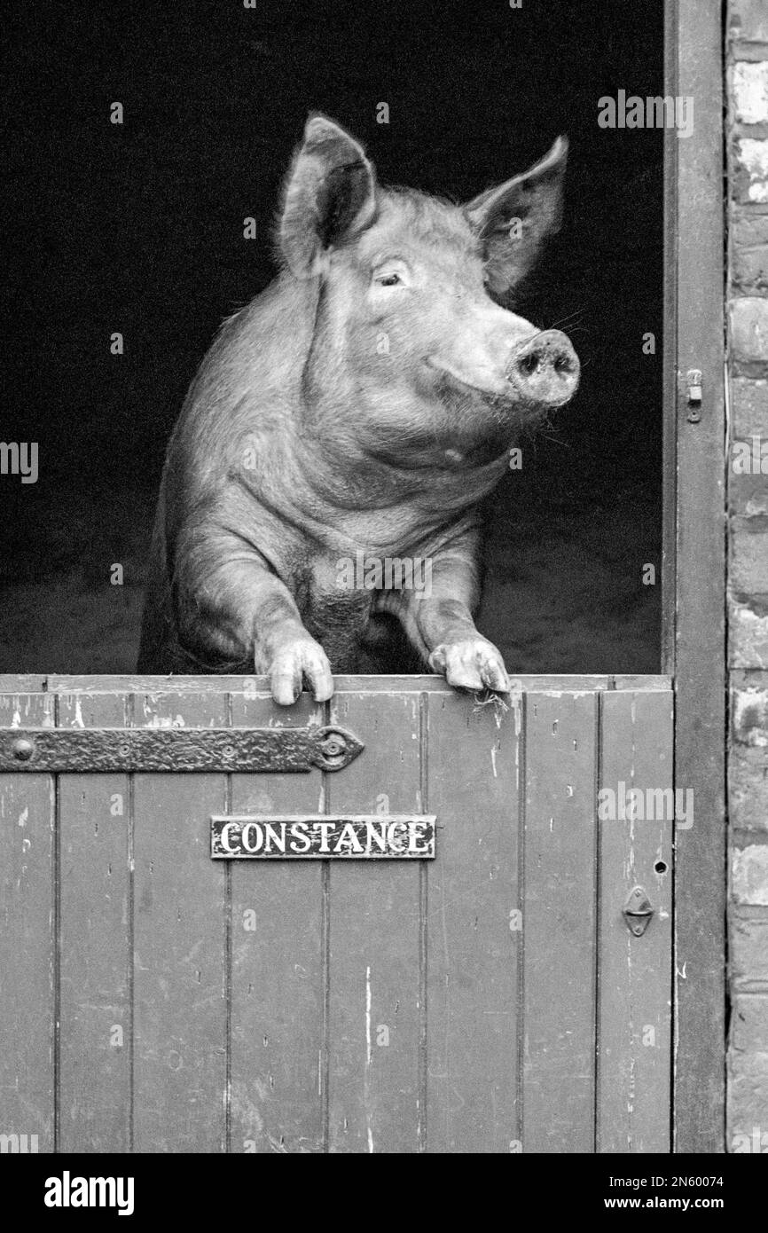 Tamworth pig on its hind legs at the stable door, waiting to be fed ...