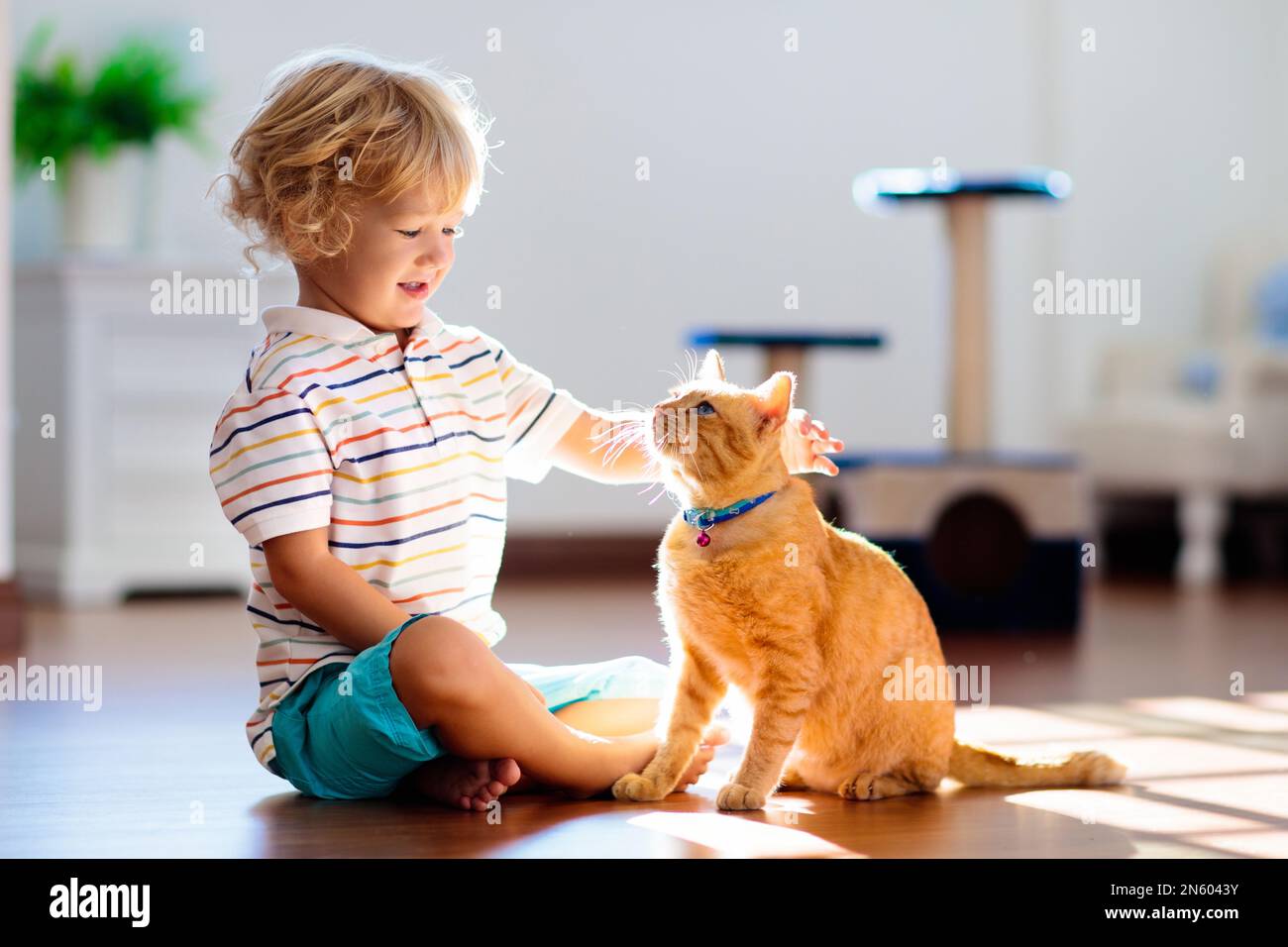 Child playing with cat at home. Kids and pets. Little boy feeding and ...