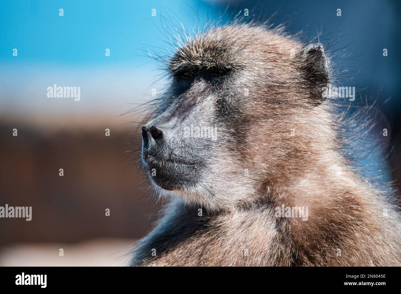A closeup of a unique brown baboon in the Cape of Good Hope nature ...