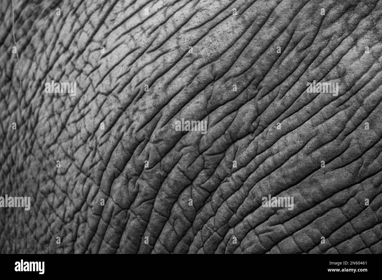 A closeup of the skin of an elephant in the Kruger national park in ...