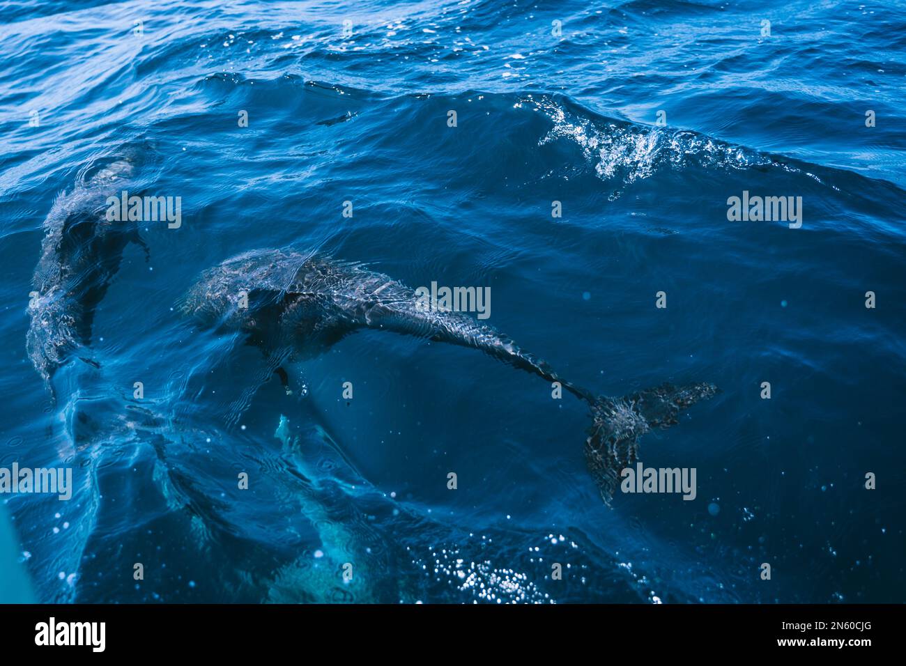 Fish breaking surface of water hi-res stock photography and images - Alamy