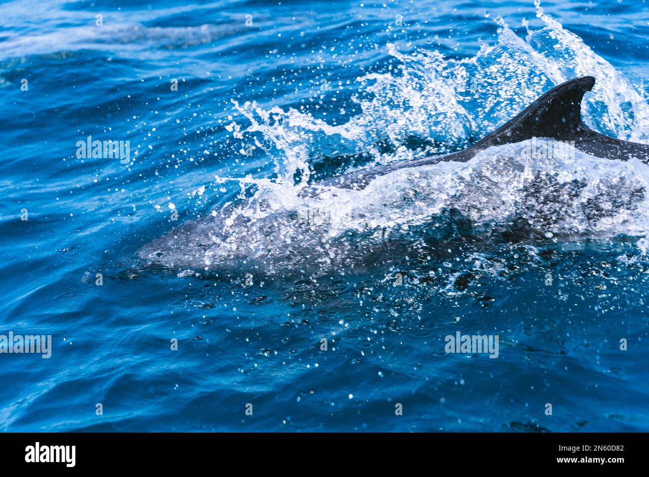 Photo with copy space of a dolphin fin sticking out of the sea water ...