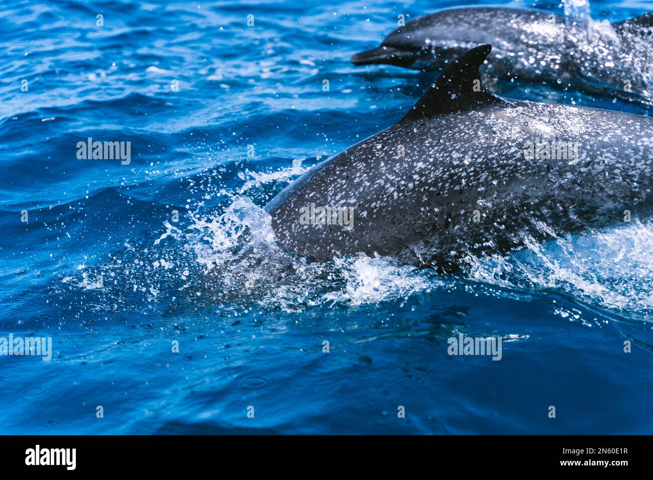 Dolphin fin sticking out of the sea water next to other dolphins Stock ...