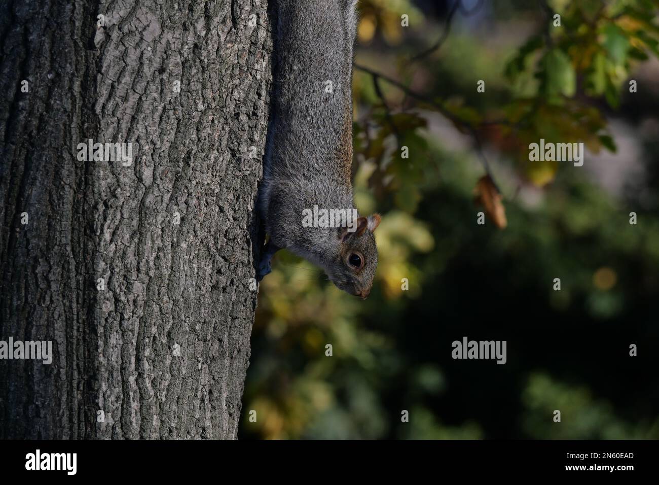Eastern gray squirrel on tree trunk in Cetral Park, New York Stock ...