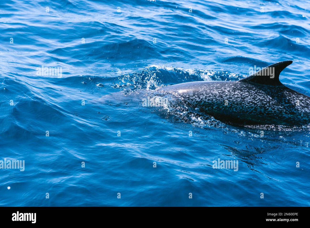 Dolphin fin sticking out of the water in the middle of the ocean Stock ...