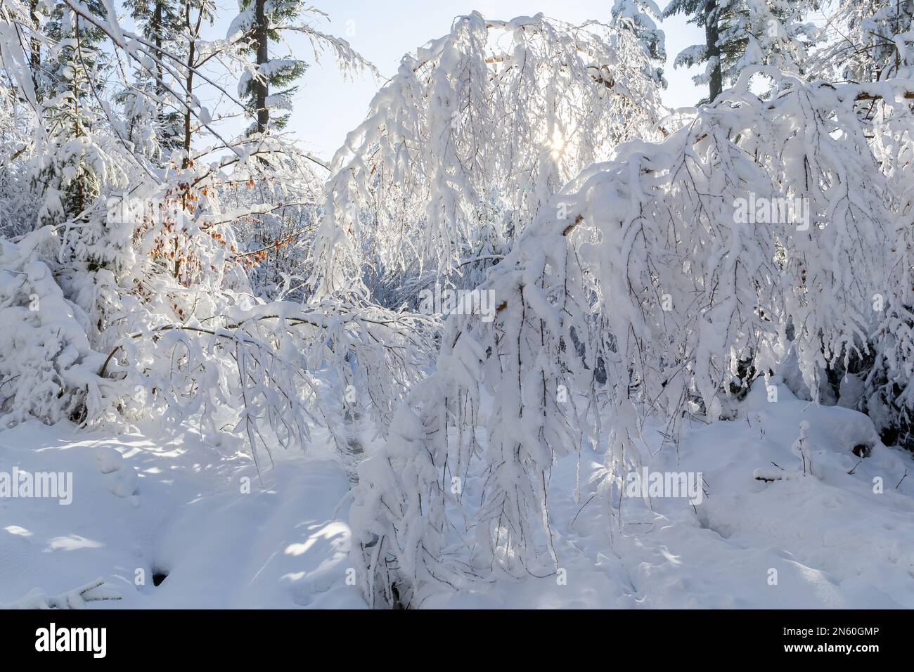 Tree branches bending under fresh heavy snow in the forest in Beskid ...