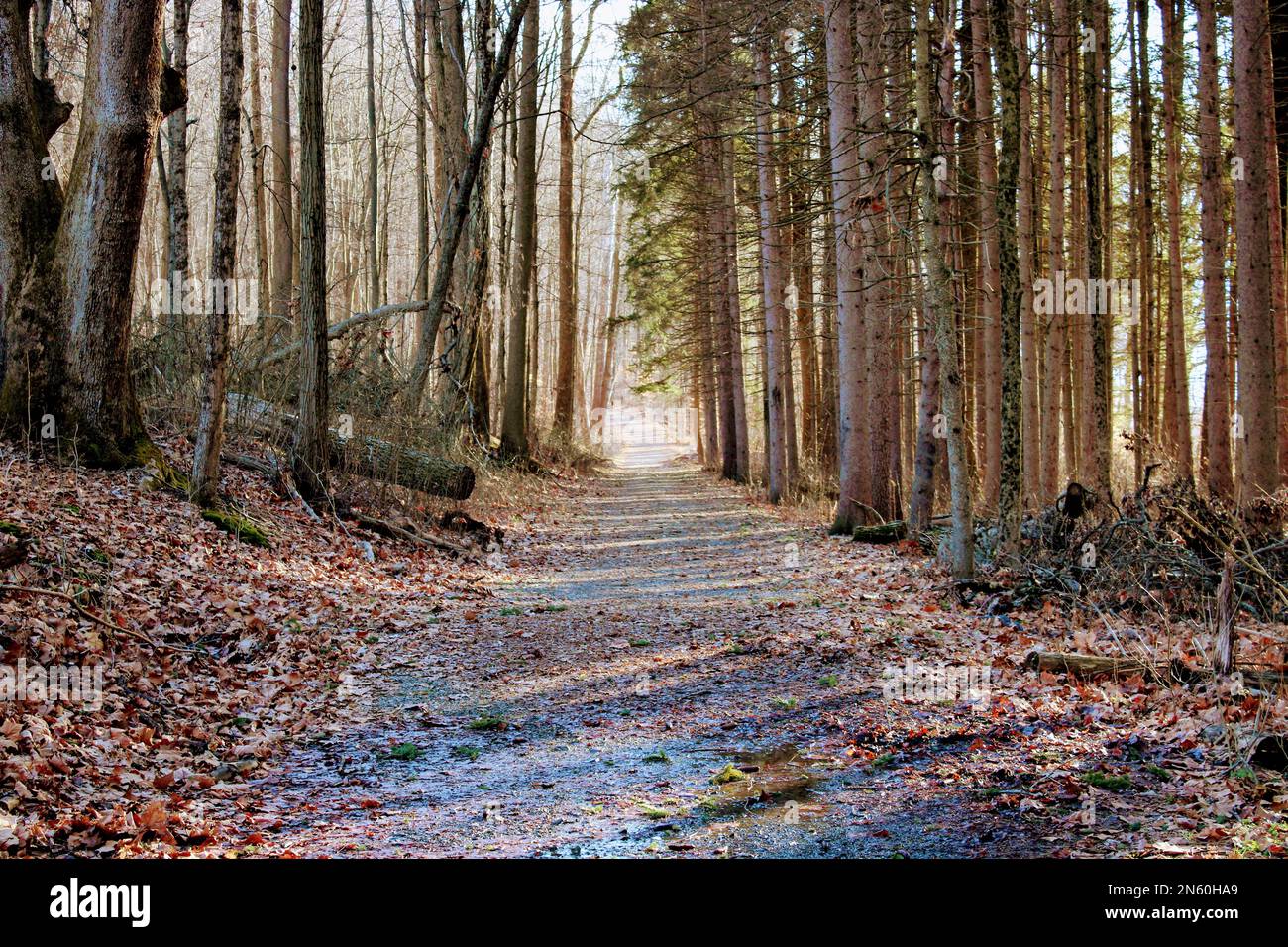 A walkway passing through a mesmerizing forest surrounded with tall ...