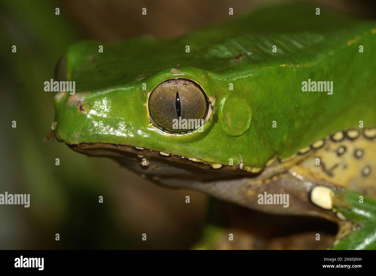 Giant waxy treefrog hi-res stock photography and images - Alamy