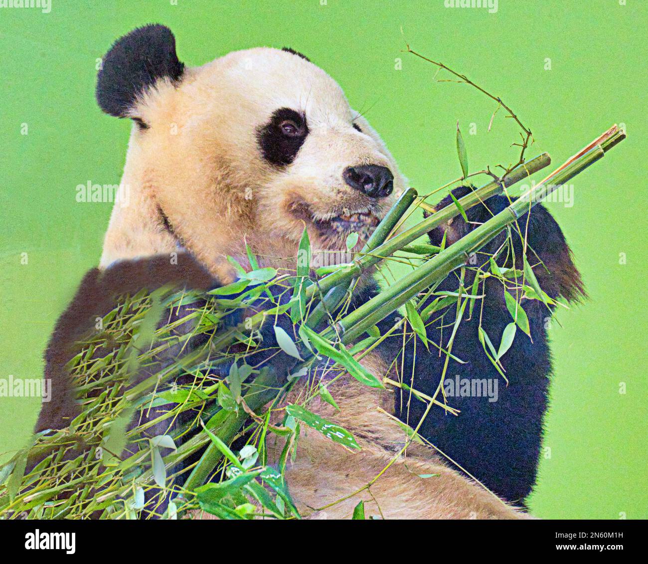 Edinburgh, Scotland, UK 9th February, 2023. Edinburgh zoo starts ...